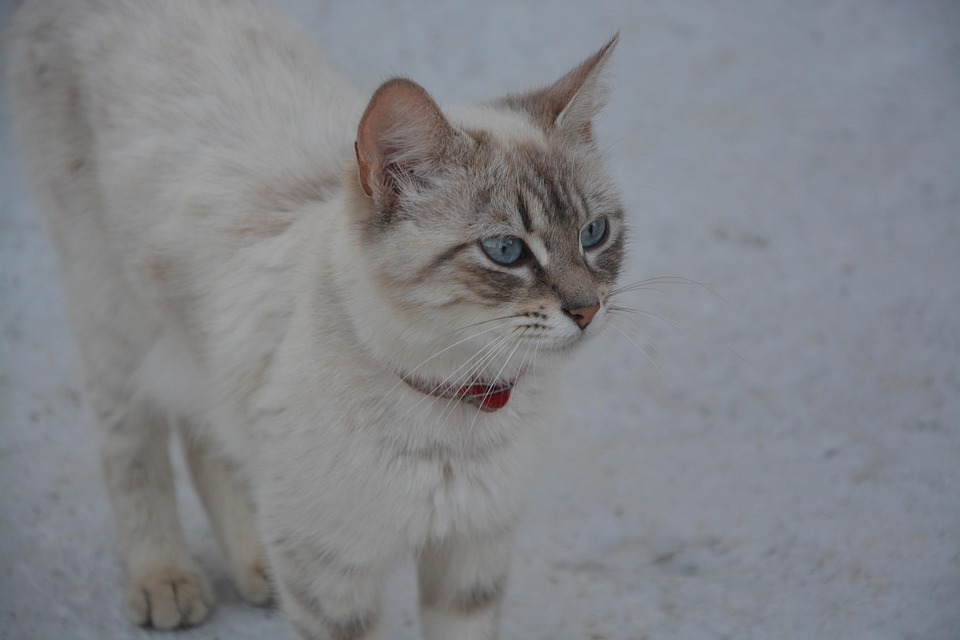 Katze Blaue Augen Profil · Kostenloses Foto auf Pixabay