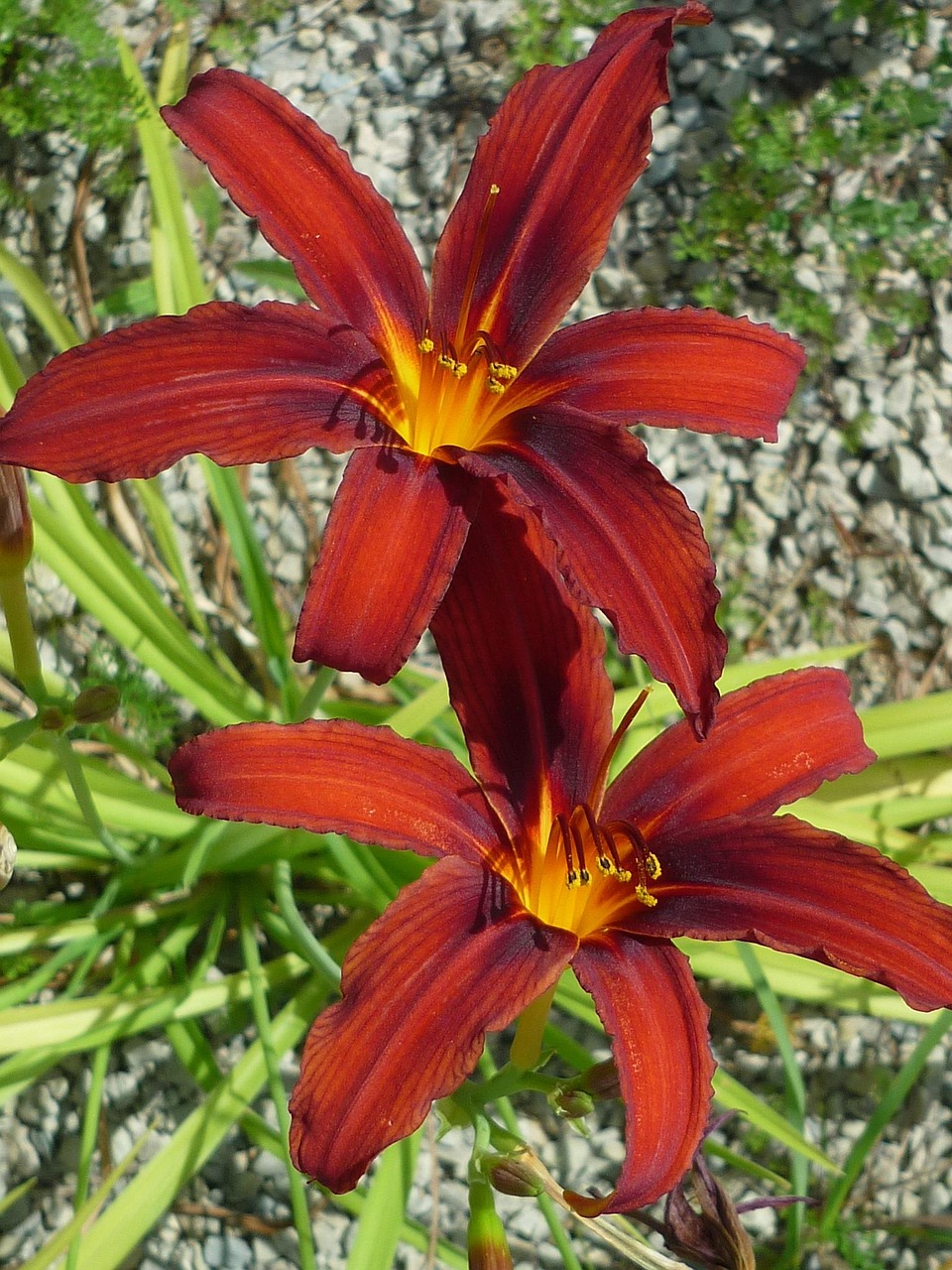 Day Lily Nature Magnificent Free Photo On Pixabay Pixabay day-lily-nature-magnificent-free-photo-on-pixabay-pixabay