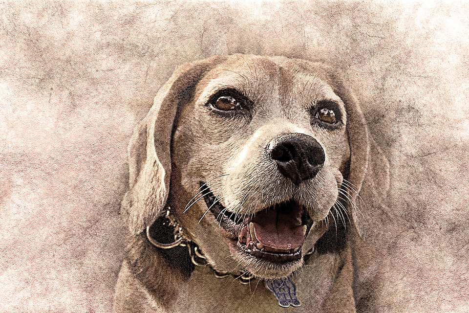 Download Dog, Pet, Art. Royalty-Free Stock Illustration Image - Pixabay