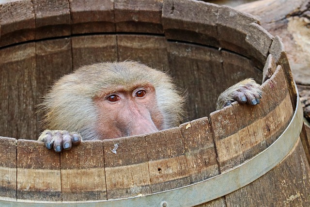 Ape Baboon Zoo - Free photo on Pixabay