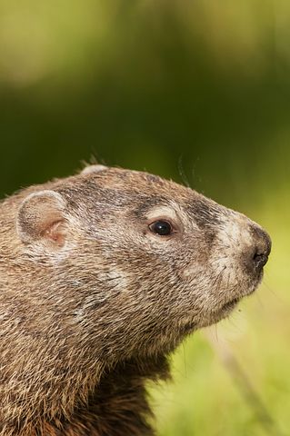 90+ Free Groundhog & Animal Images - Pixabay