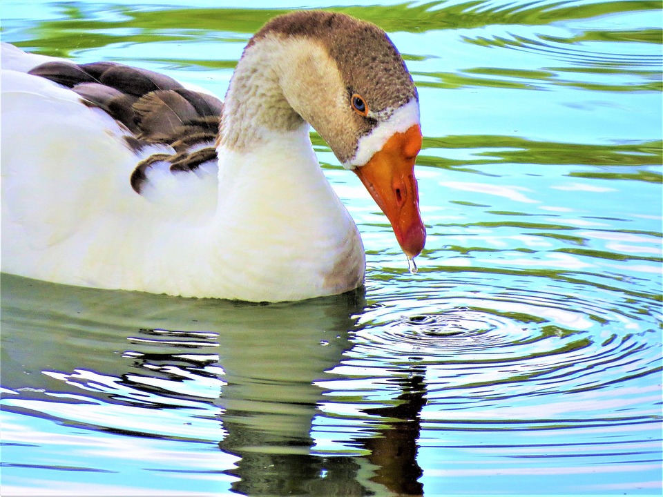 Water Fowl Colorful Wild Close - Free photo on Pixabay - Pixabay