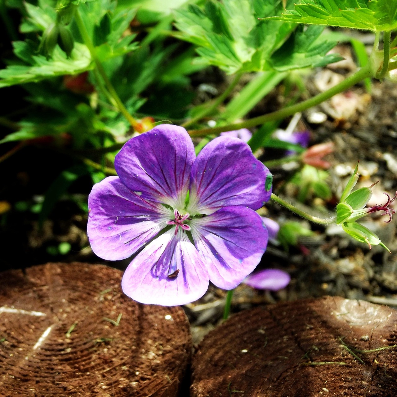 Lila Blomma Bloom - Gratis foto på Pixabay - Pixabay