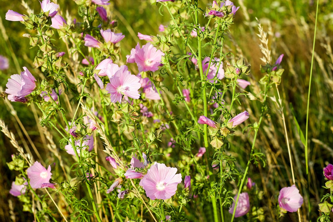Mawar Mallow Bunga Padang Rumput - Foto gratis di Pixabay - Pixabay