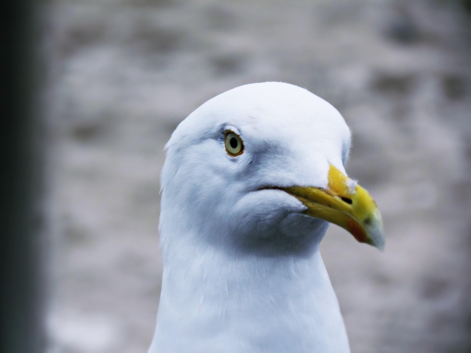 Seagull Beach Homok - Ingyenes fotó a Pixabay-en - Pixabay