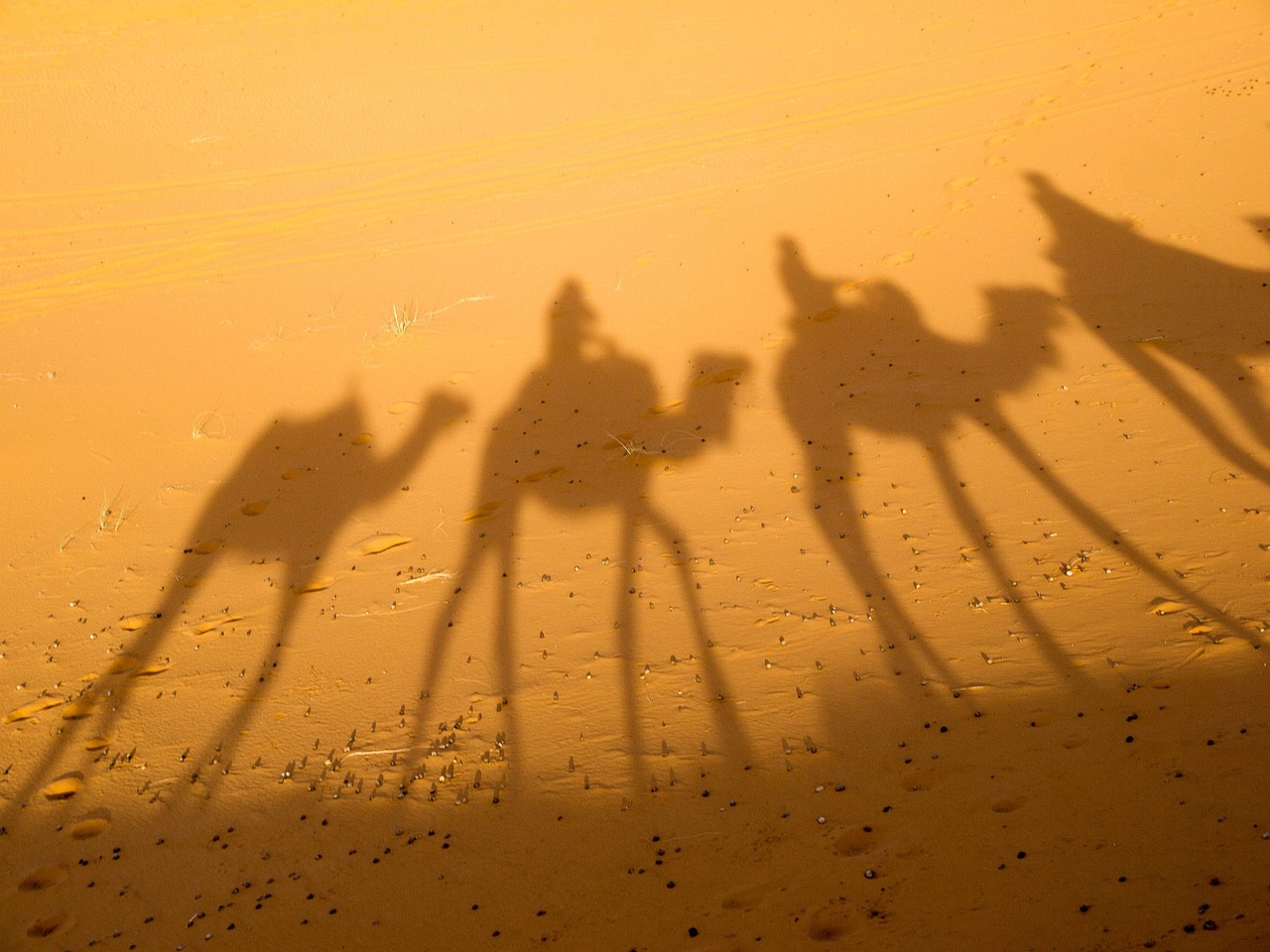 Plus de 300 images de Dromadaire et de Chameau - Pixabay