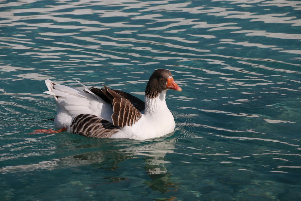 Bebek Laut Burung - Foto gratis di Pixabay - Pixabay
