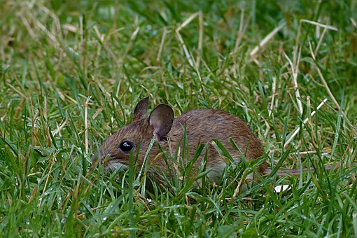 1+ Free Mus Musculus & Mouse Images - Pixabay