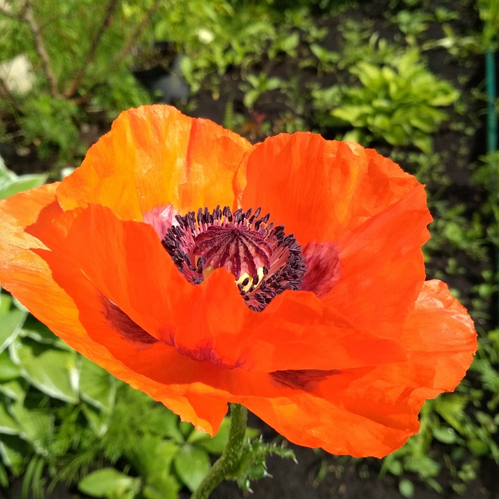 Taman Poppy Bunga Merah Kelopak - Foto gratis di Pixabay