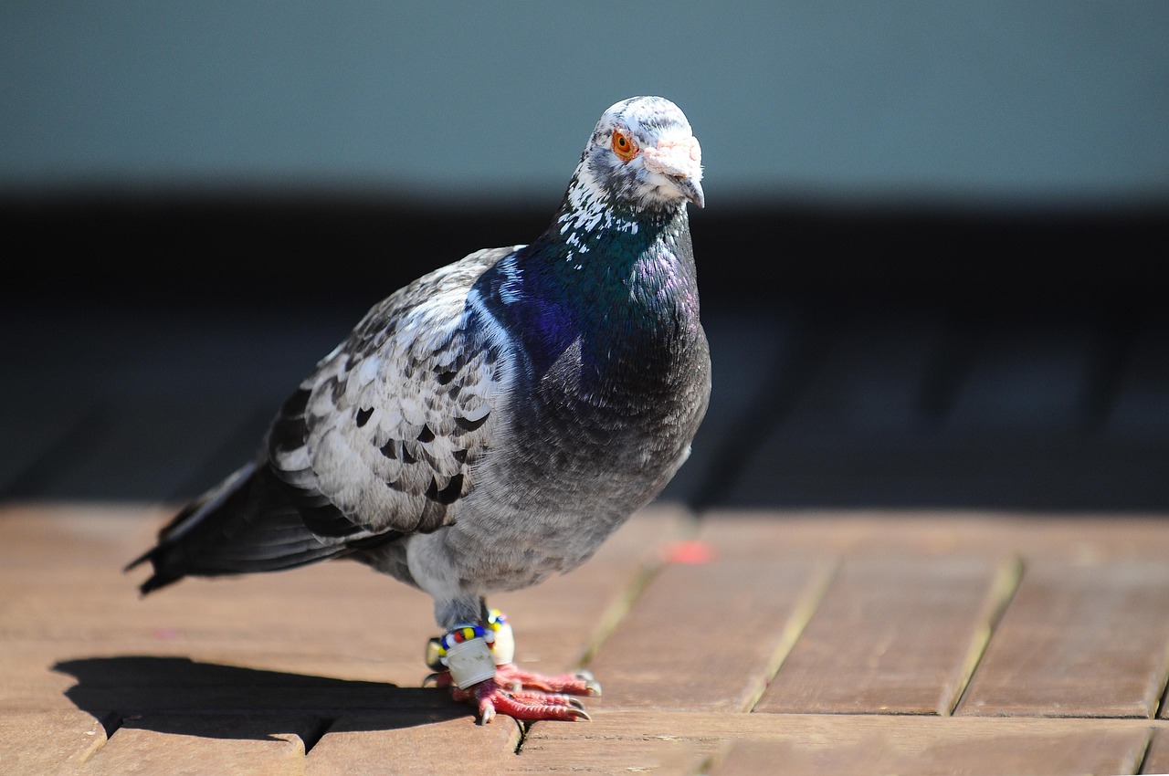 Taube Vogel - Kostenloses Foto auf Pixabay - Pixabay