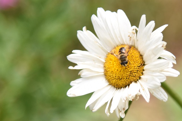 Blumen Honig Bienen - Kostenloses Foto auf Pixabay