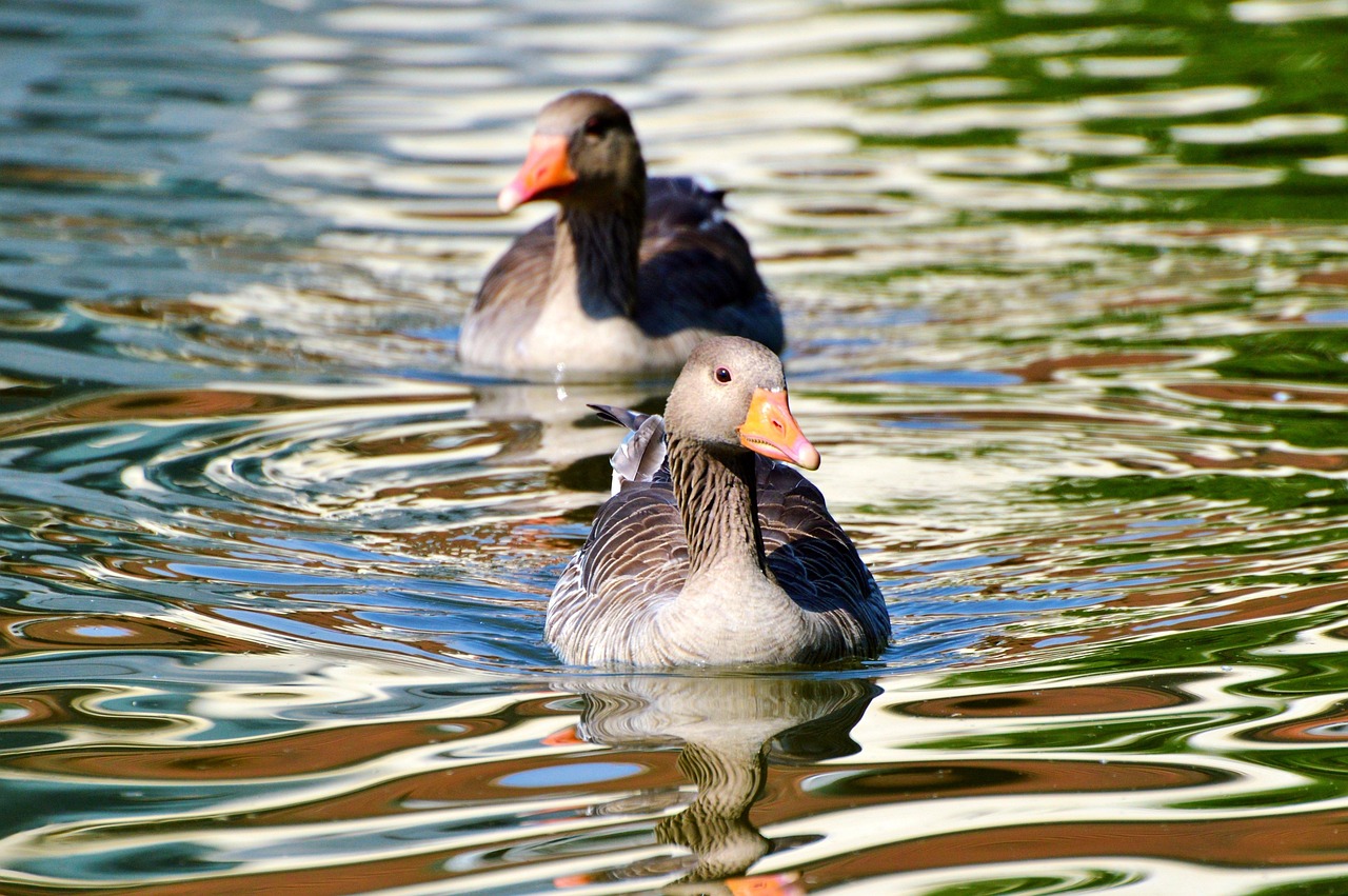 Wild Goose Gans Vogel - Gratis foto op Pixabay - Pixabay