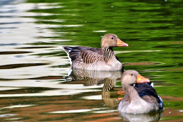 80,000+ Free Wild Goose & Goose Images - Pixabay
