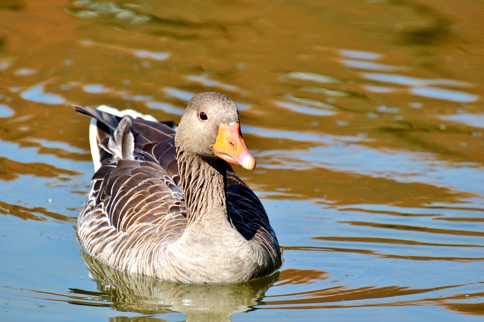 Wild Goose Bird Water - Free photo on Pixabay - Pixabay
