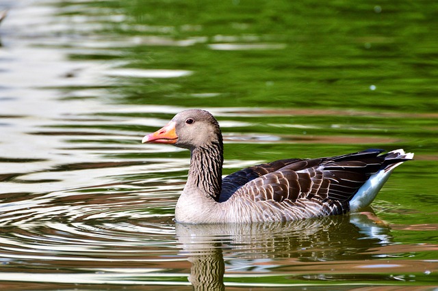 Wild Goose Gans Vogel - Gratis foto op Pixabay - Pixabay