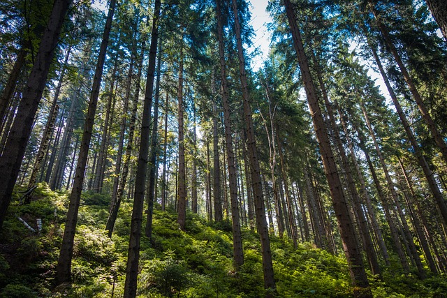 Bosque Naturaleza Árboles Montañas - Foto gratis en Pixabay - Pixabay