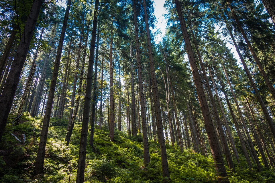 Forest Nature Trees Krkonoše - Free photo on Pixabay - Pixabay