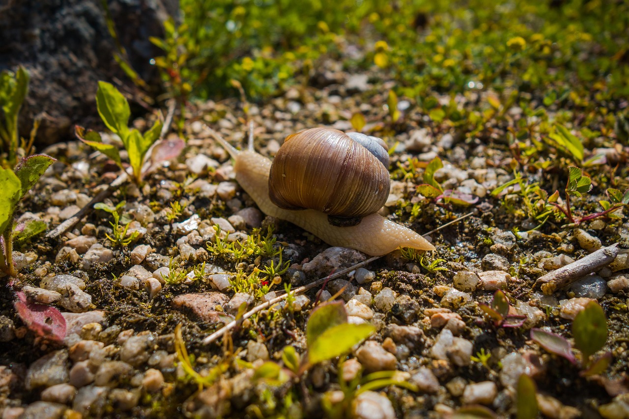 300+ bezplatné Ulita Šneka a Příroda fotografie - Pixabay