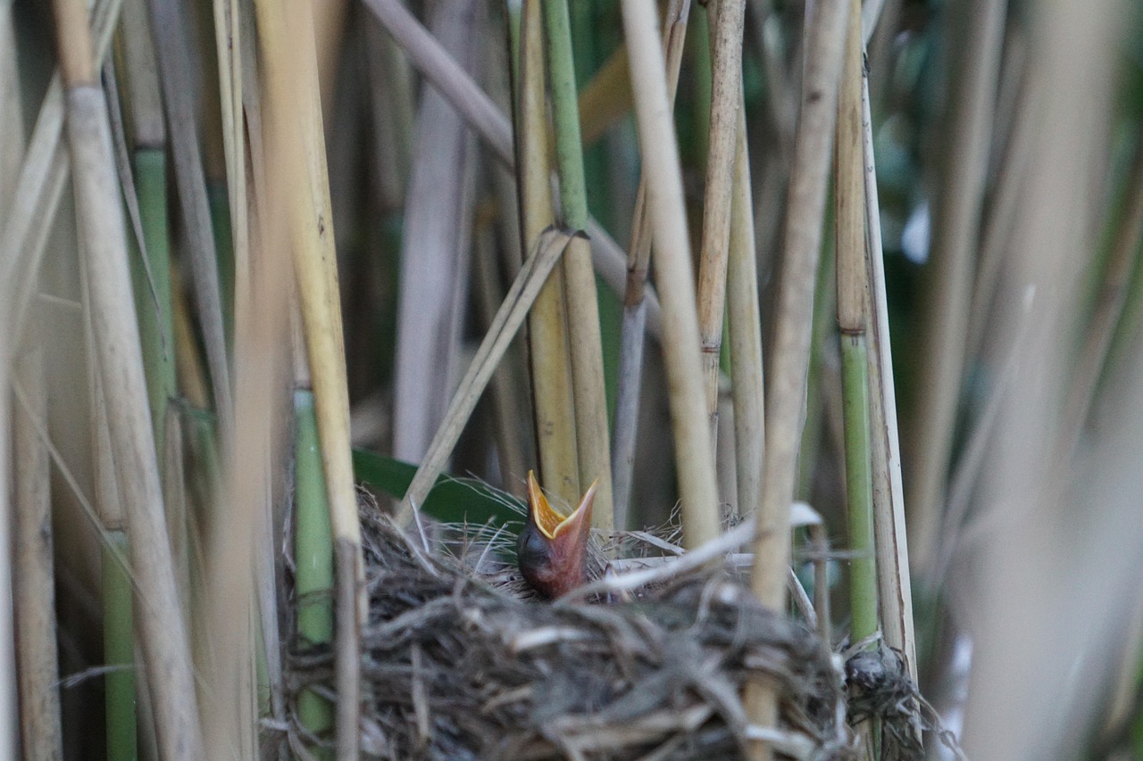 Young Ave Pájaro Nido De - Foto gratis en Pixabay - Pixabay