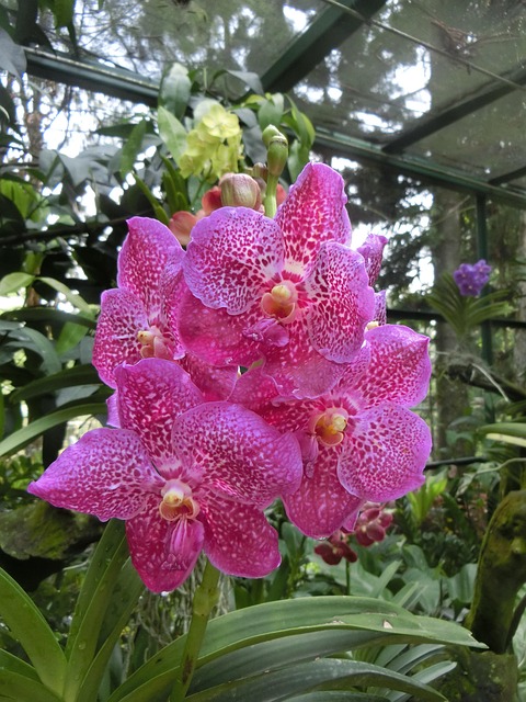Anggrek Bunga Singapore Orchid - Foto gratis di Pixabay - Pixabay
