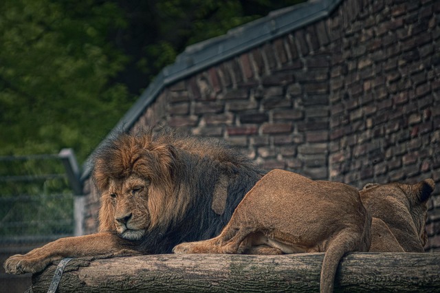 León Zoo Gato Grande - Foto gratis en Pixabay - Pixabay