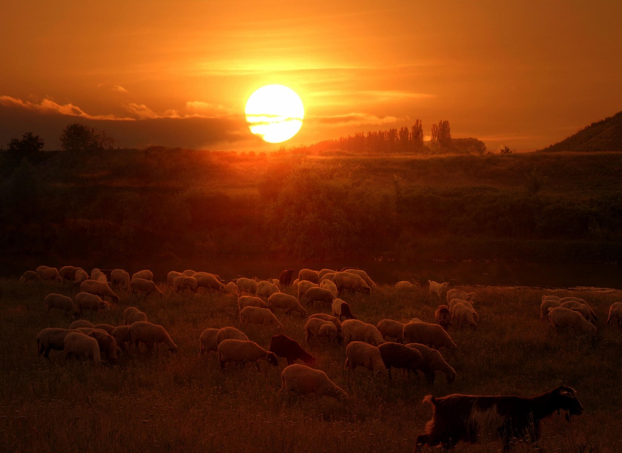 6,000+ Free Sheep & Lamb Photos - Pixabay