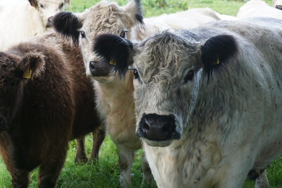 Dieren Runderen - Gratis foto op Pixabay