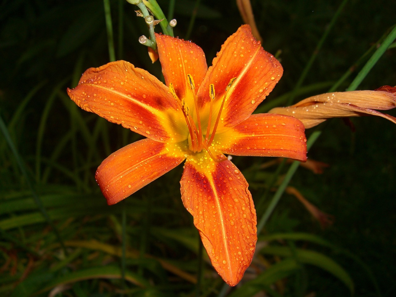 Flower Night - Free photo on Pixabay - Pixabay