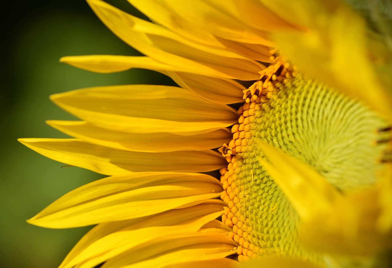 5,000+ Free Buzzer Effect & Buzzer Images - Pixabay