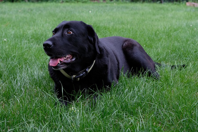 Perro Labrador Negro Animal - Foto gratis en Pixabay - Pixabay
