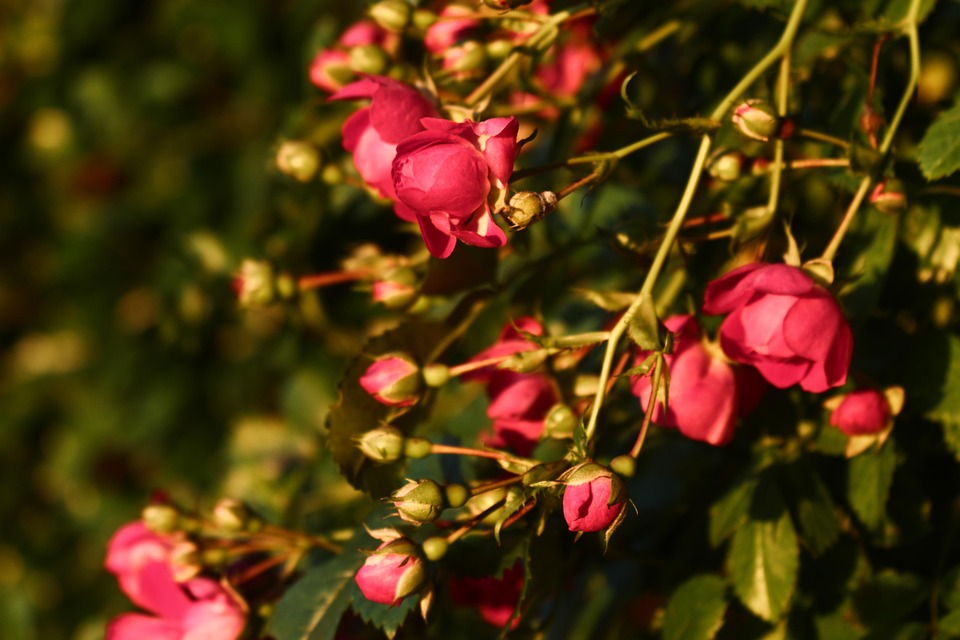 Sunset Rose Bush - Free photo on Pixabay - Pixabay