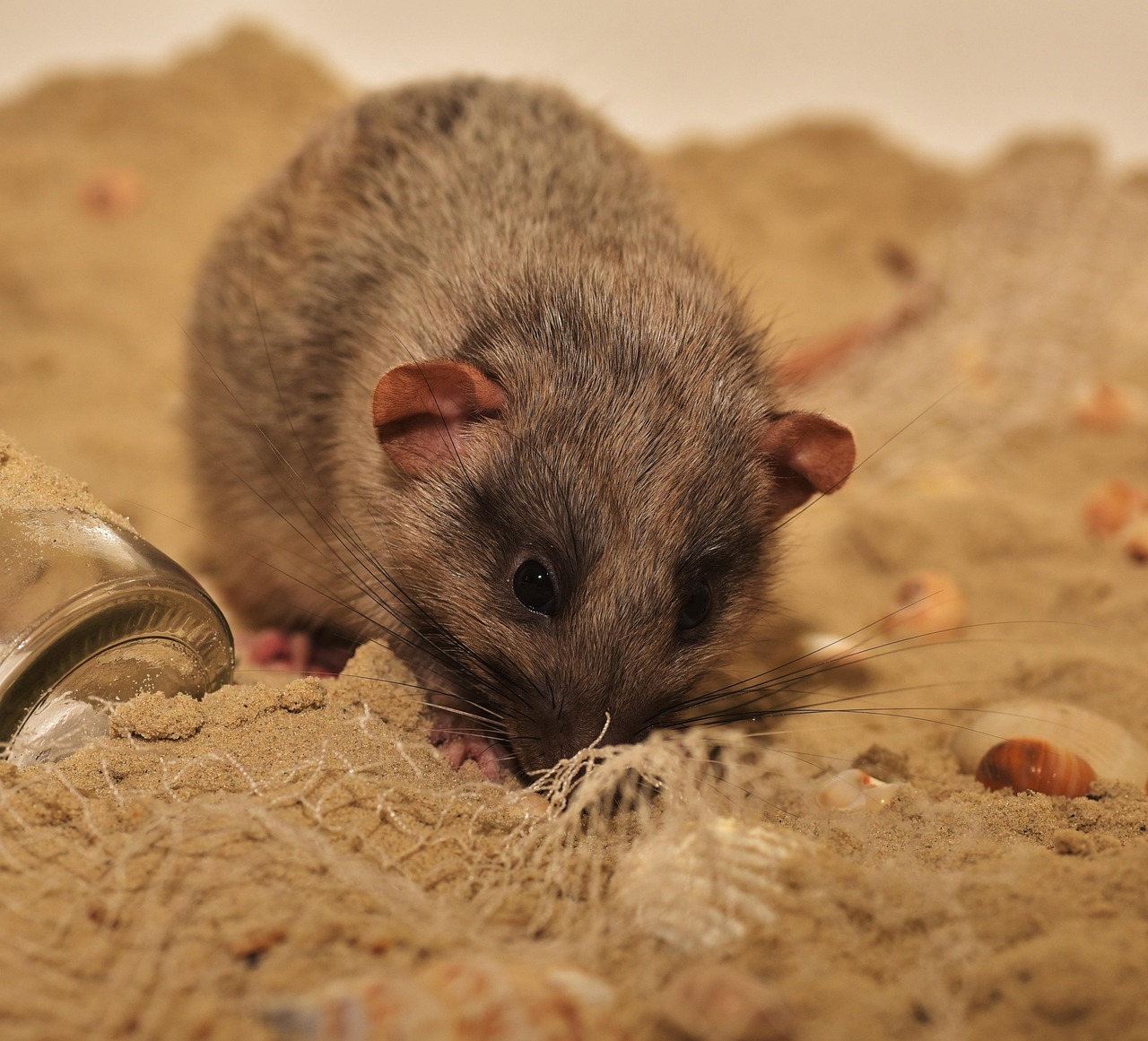 Hewan Pengerat Tikus Warna Imut - Foto gratis di Pixabay - Pixabay