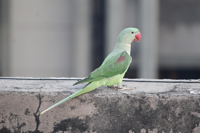 Parrot Parakeet Bird - Free photo on Pixabay - Pixabay