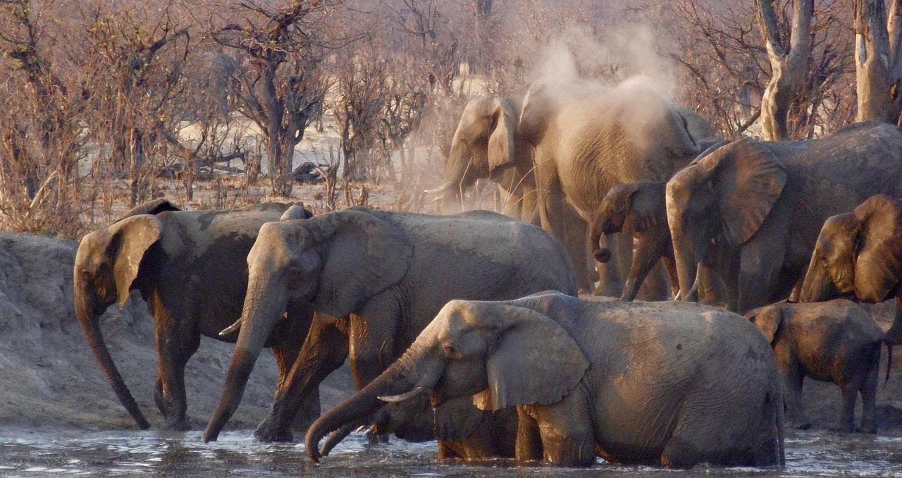 Africa Elephants Wildlife - Free photo on Pixabay - Pixabay