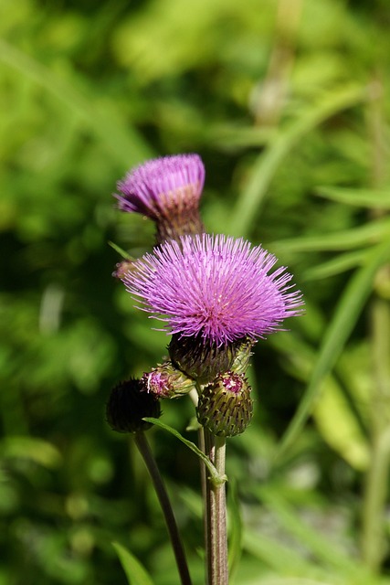 Field Thistle Wild Plant - Free photo on Pixabay - Pixabay