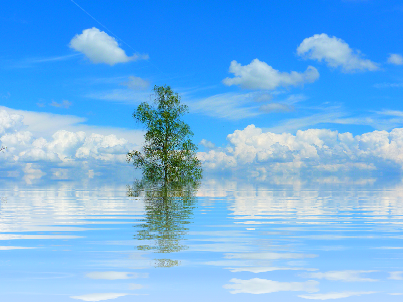 Tree Lake Reflection - Free photo on Pixabay