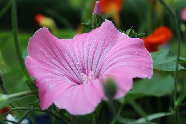 Blossom Bloom Rain Free Photo On Pixabay