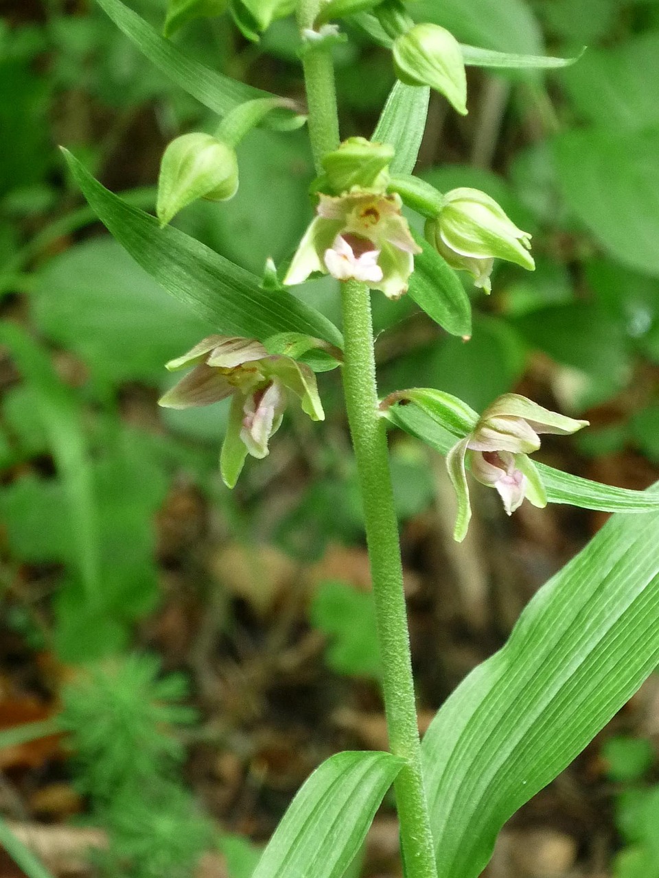 Maleza De Hoja Ancha Stendelwurz - Foto gratis en Pixabay - Pixabay