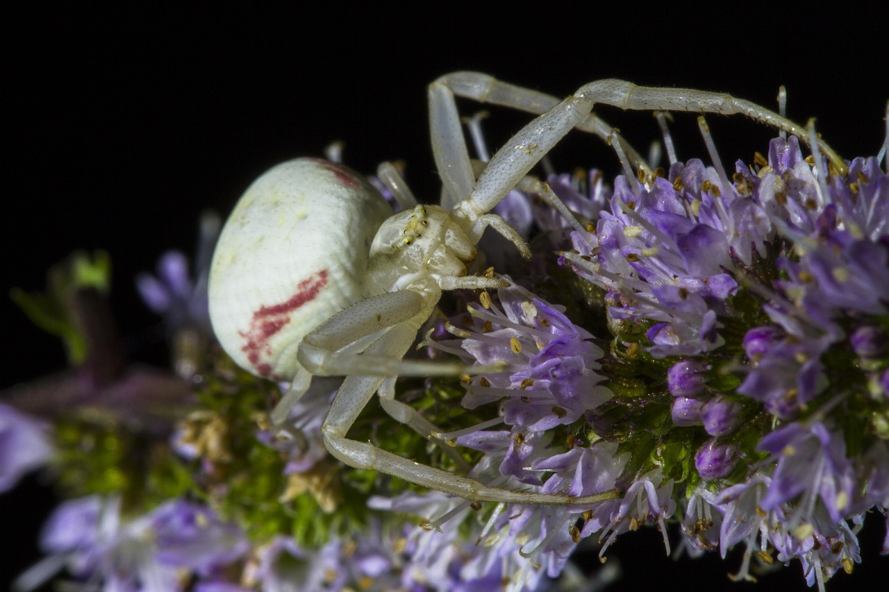 Mutable Crab Spider Misumena Vatia - Free photo on Pixabay - Pixabay