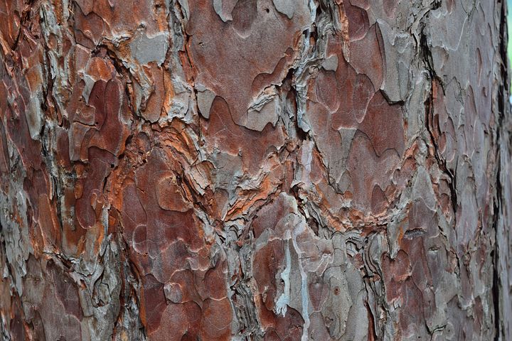 900+ kostenlose Baumrinde und Rinde-Bilder - Pixabay