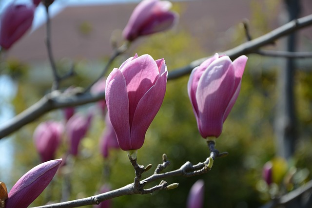 3,000+ Free Magnolias & Nature Photos - Pixabay