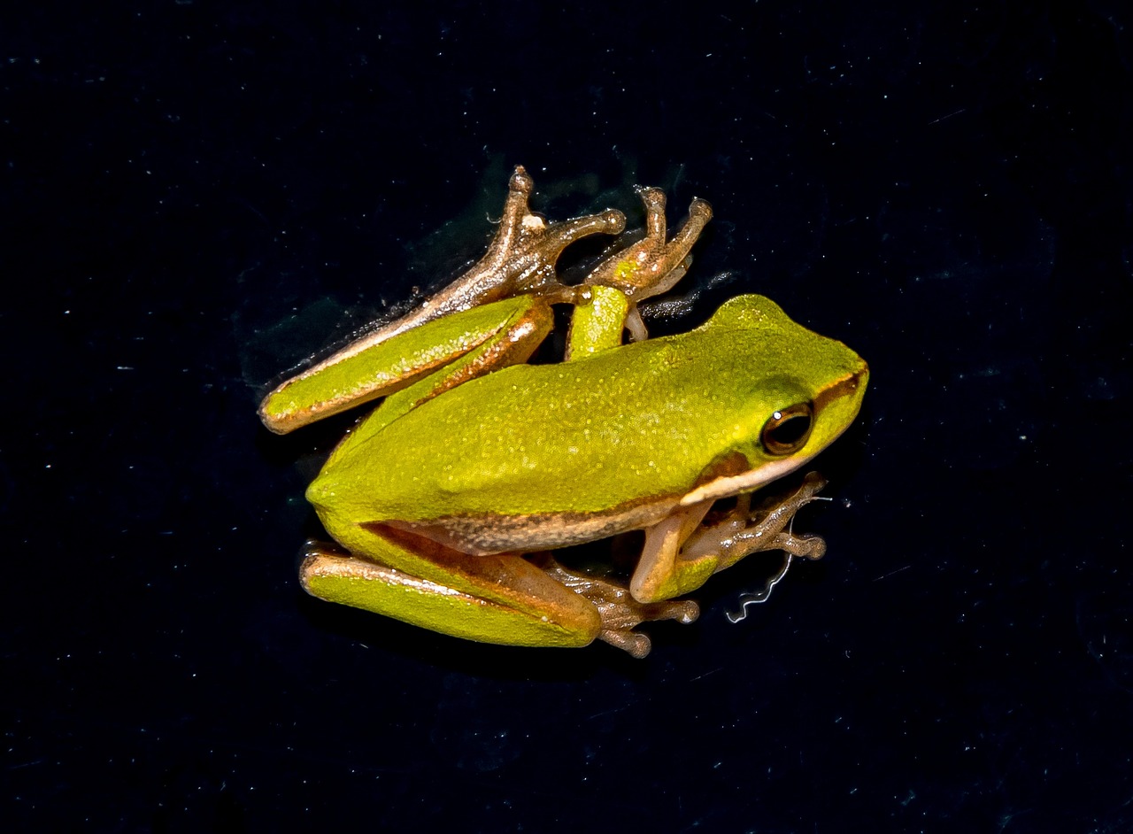 Eastern Sedge Frog Dwarf - Free photo on Pixabay