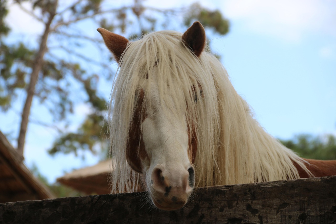 Pferd Tier - Kostenloses Foto auf Pixabay