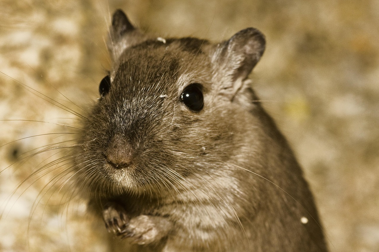 Hamster Domestic Animal Cute - Free photo on Pixabay