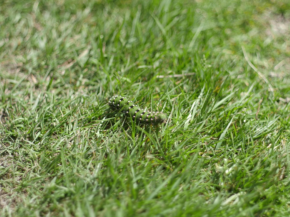Caterpillar Lawn Grass Free Photo On Pixabay Pixabay