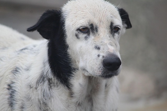 Vagabundo Perro Extraviarse - Foto gratis en Pixabay