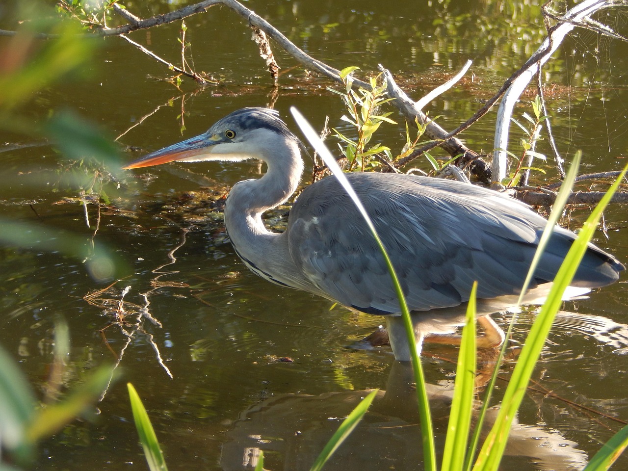 Heron Bird - Free photo on Pixabay - Pixabay