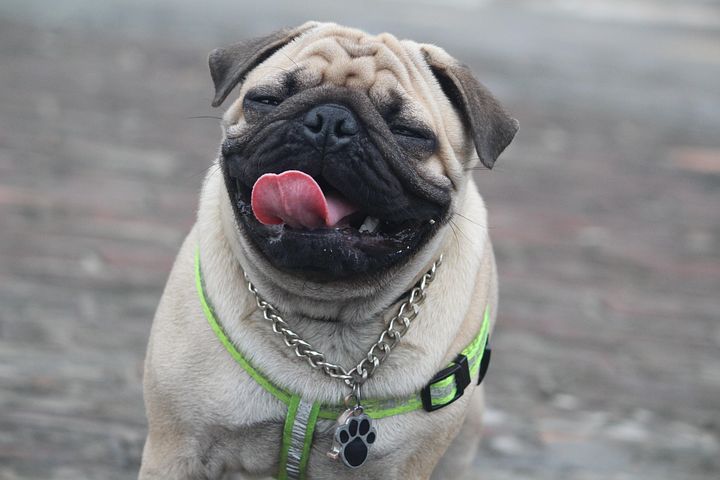 Plus de 300 images de Pug et de Chien - Pixabay