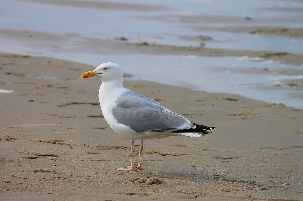 Herring Gull Sea Bird Larus - Free photo on Pixabay