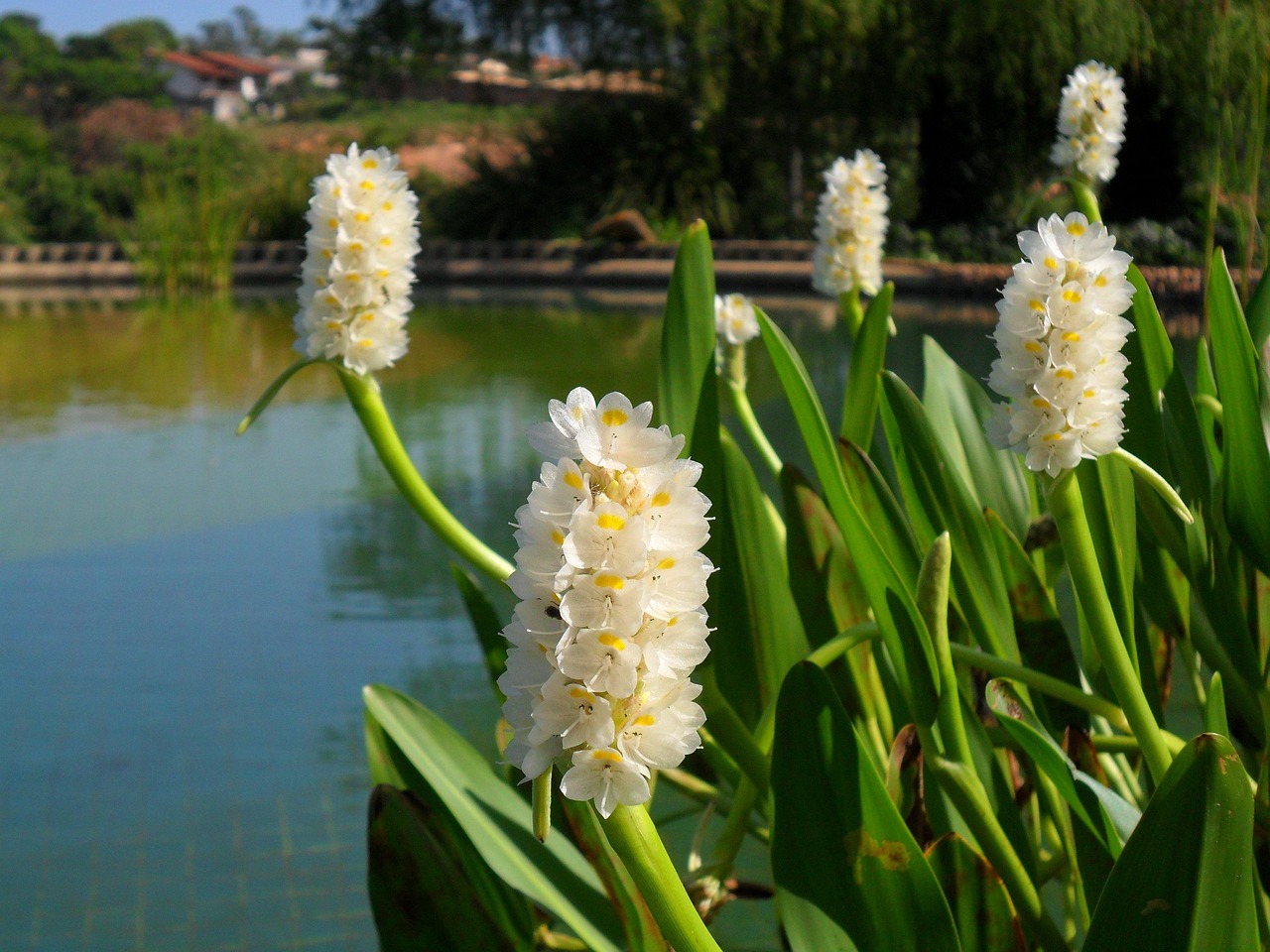3+ Free Pontederia & Iphone Wallpaper Images - Pixabay